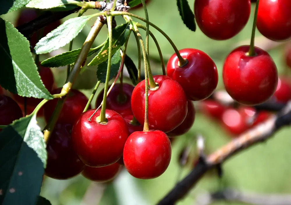 Yard Trees for Sale in Minnesota at Bachman's