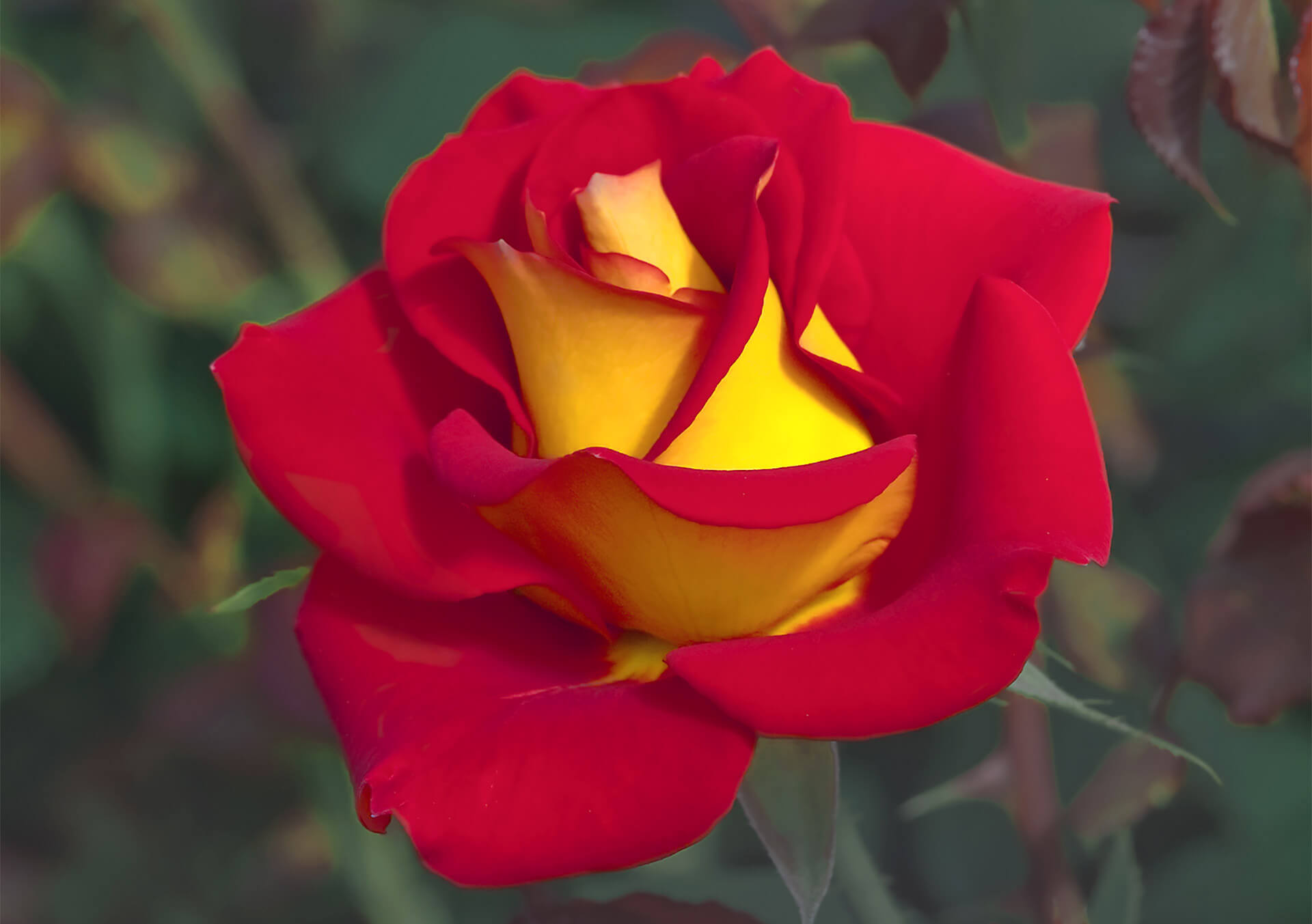 Garden Roses for Sale and Delivery in Minnesota from Bachman's