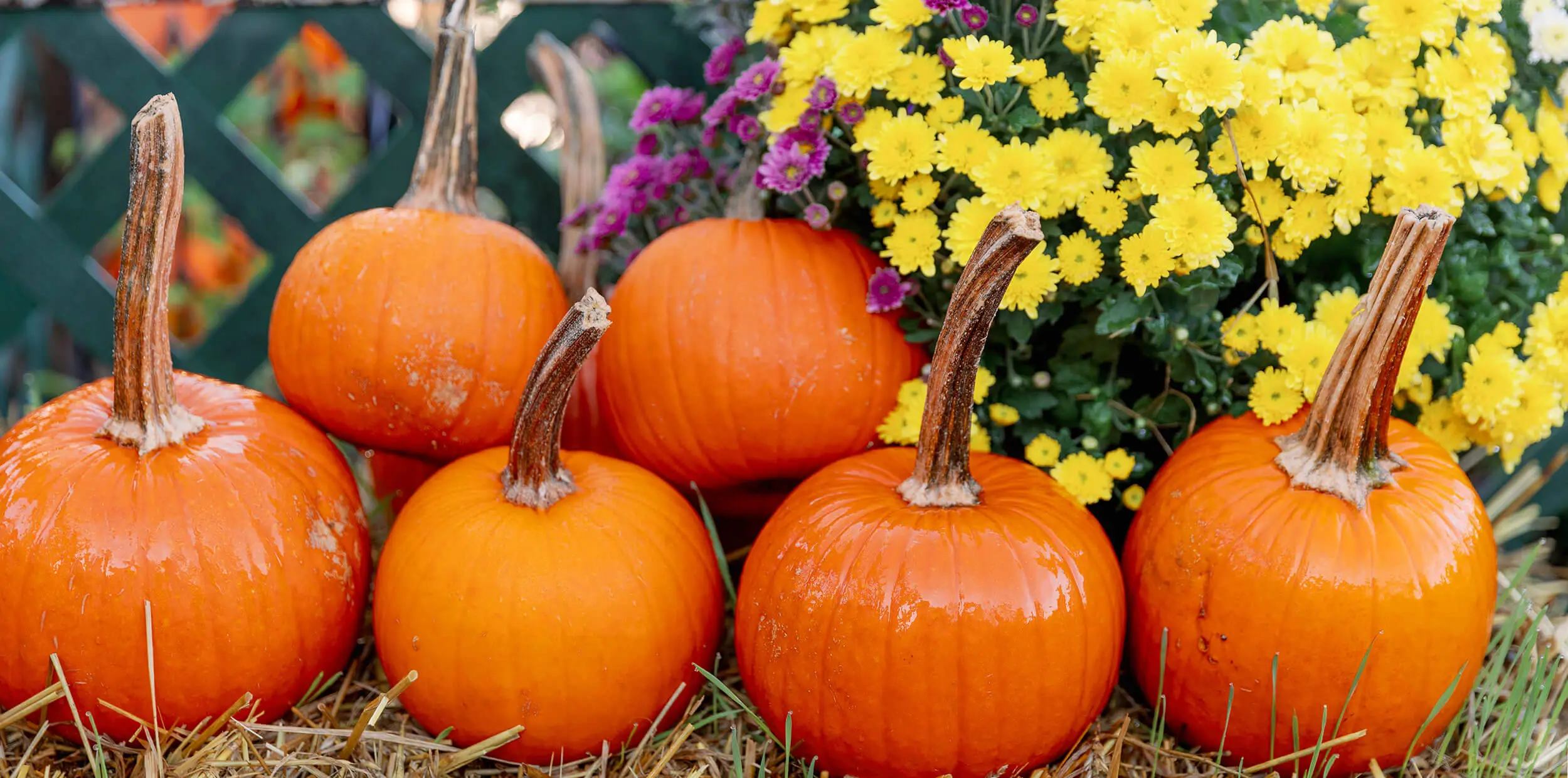 Minnesota Monthly Gardens, October | Bachman's Minnesota