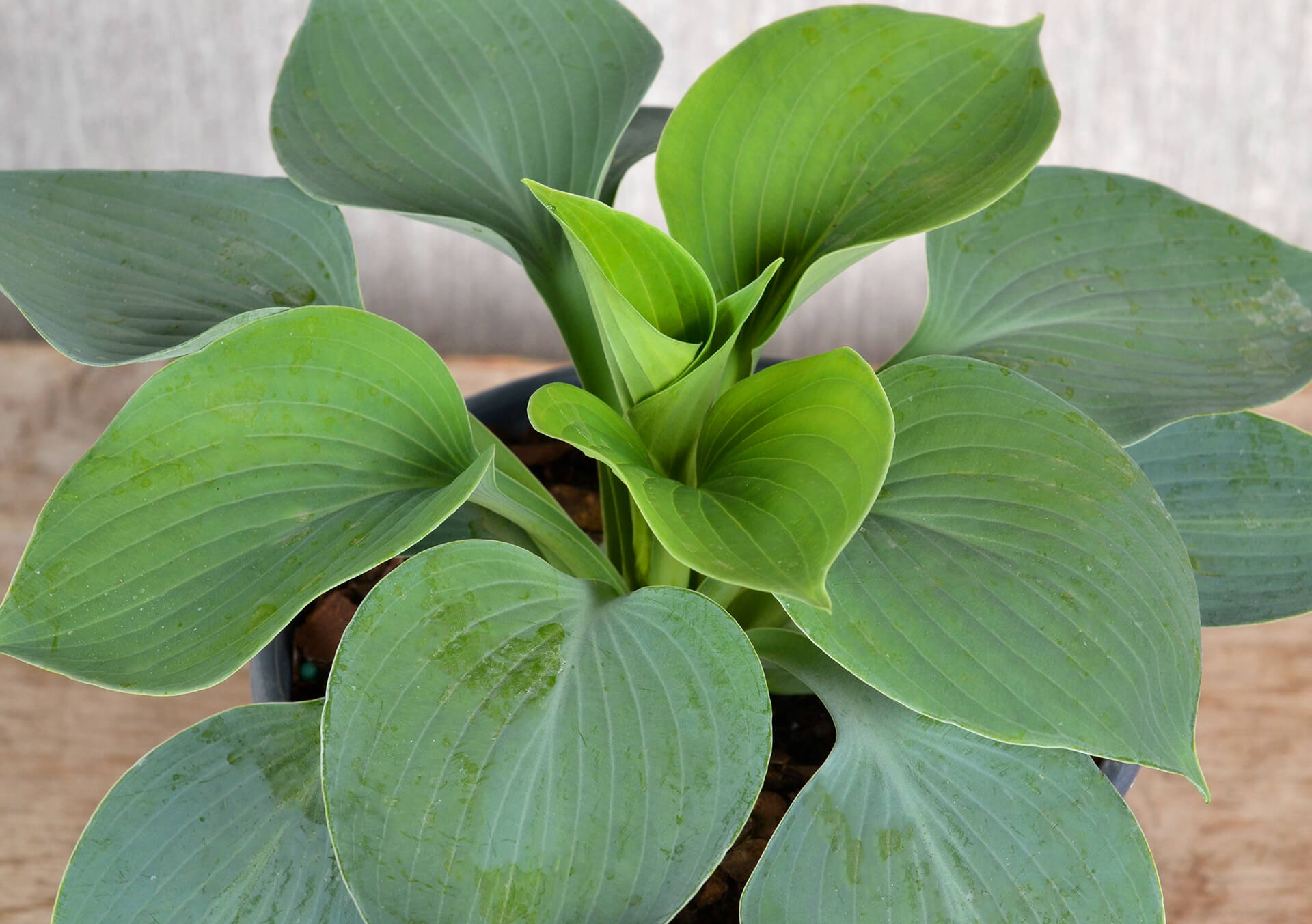 Specialty Perennial Gardens | Bachman's