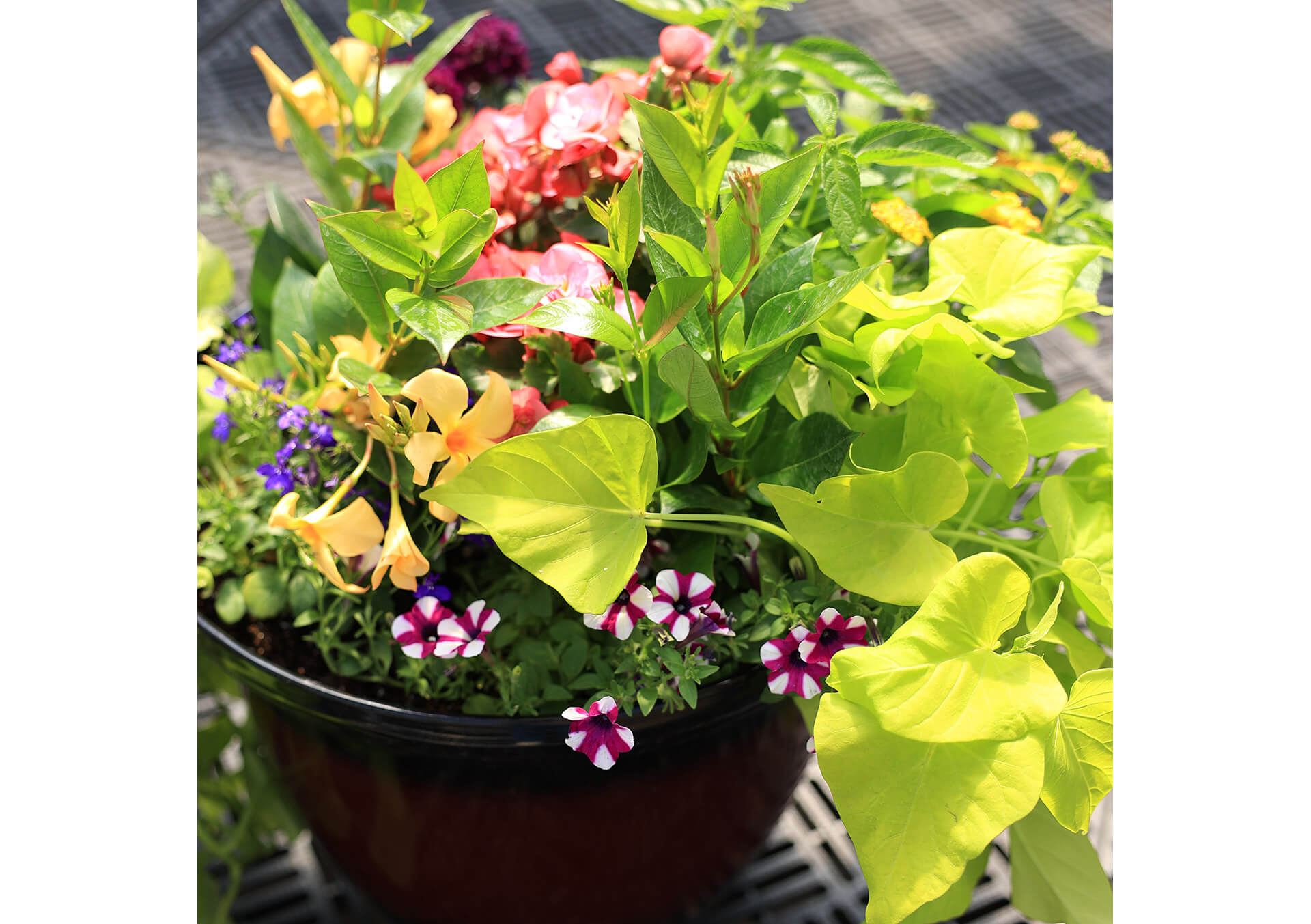 Combination Planters