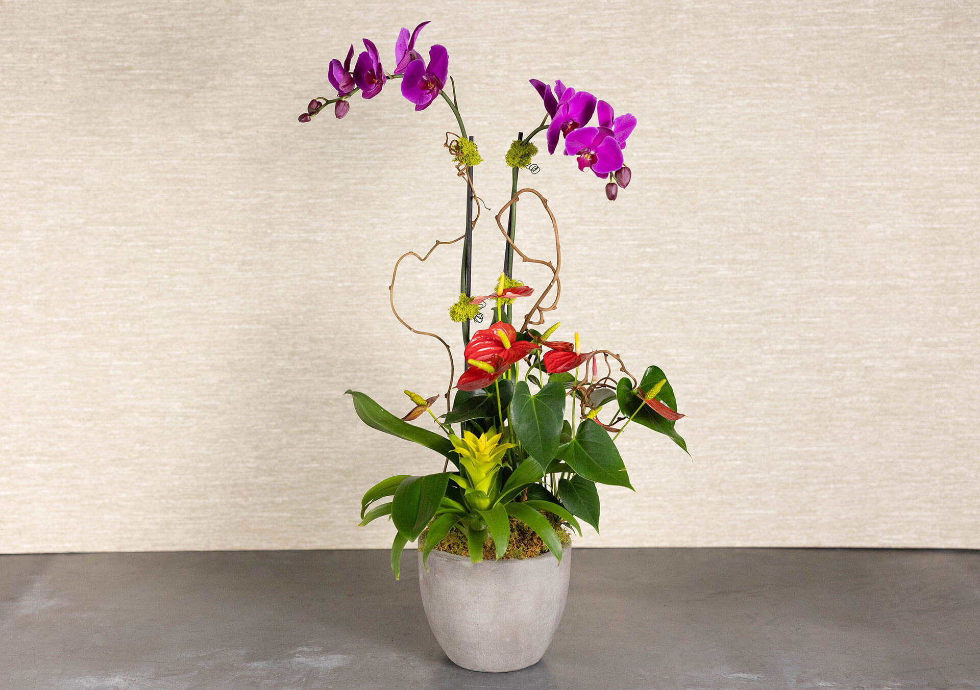 Orchid Plants for Delivery | Minneapolis, Minnesota