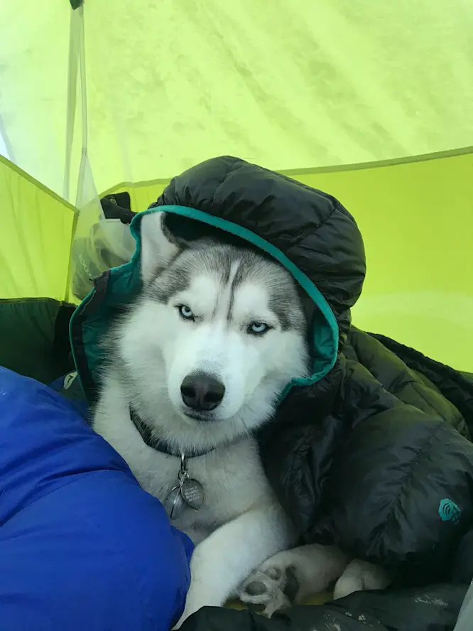 Siberian husky is first dog to climb all of Colorado's 14ers and summit ...