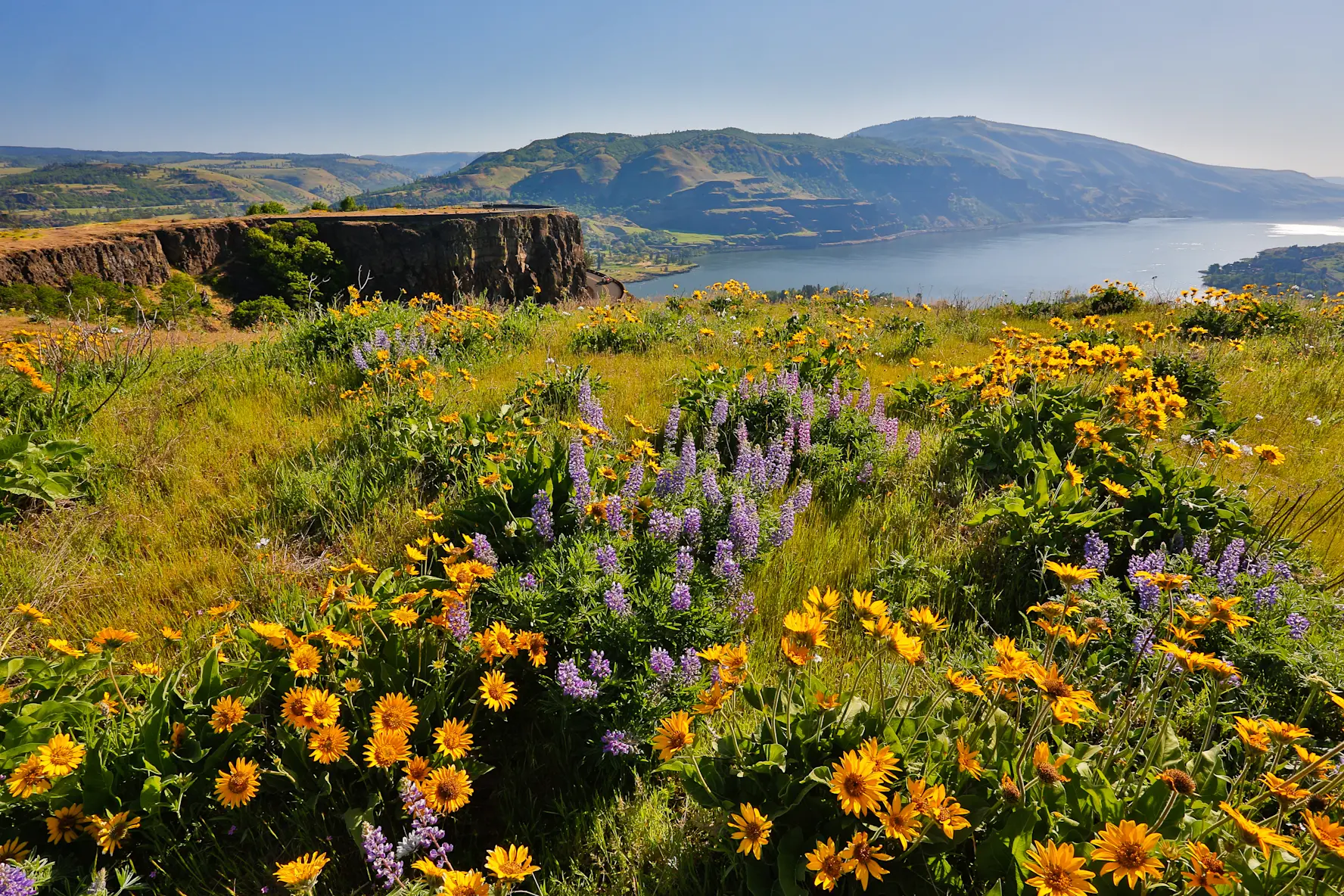 The Wildflower Hikes in Washington You Need to do - AdventureTripr