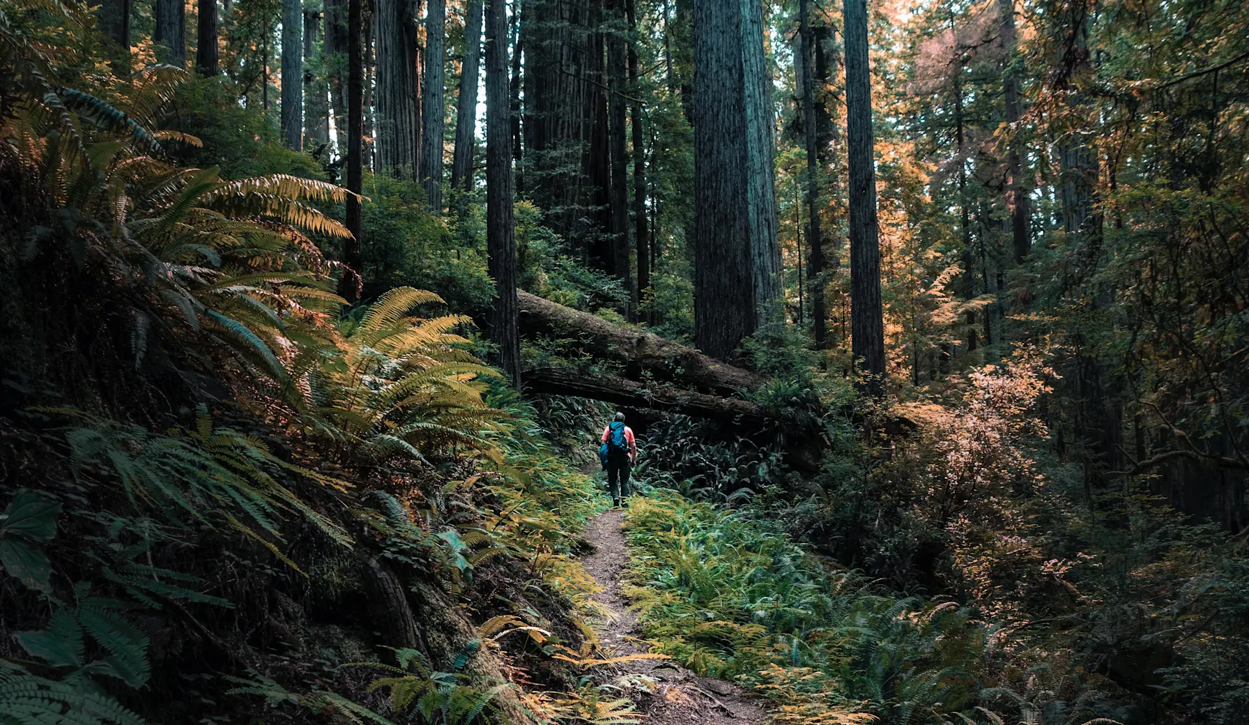 The 10 Best Hikes in Redwood National Park