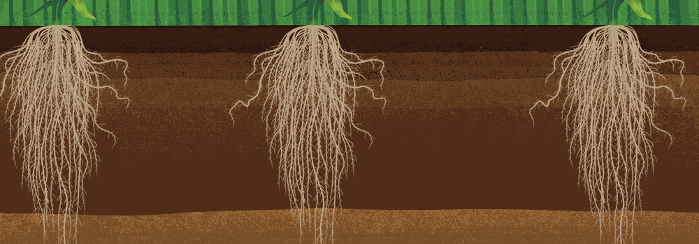 5 Soil Sampling Tips | Mosaic Crop Nutrition