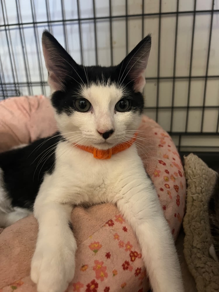 Paws & Pals: Cats up for adoption now at Catpurrccinos/Feral to Family ...