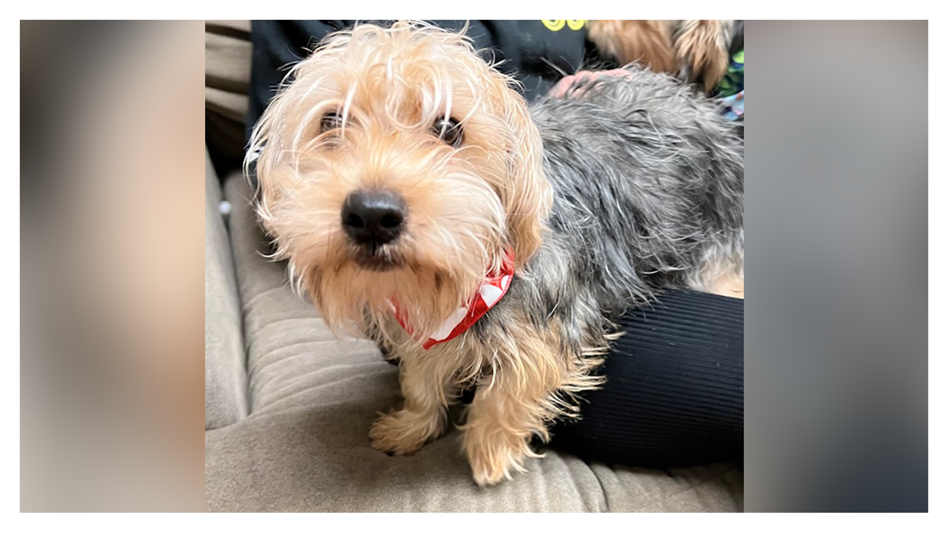 Paws & Pals: 4 dogs up for adoption at Posh Pets Rescue