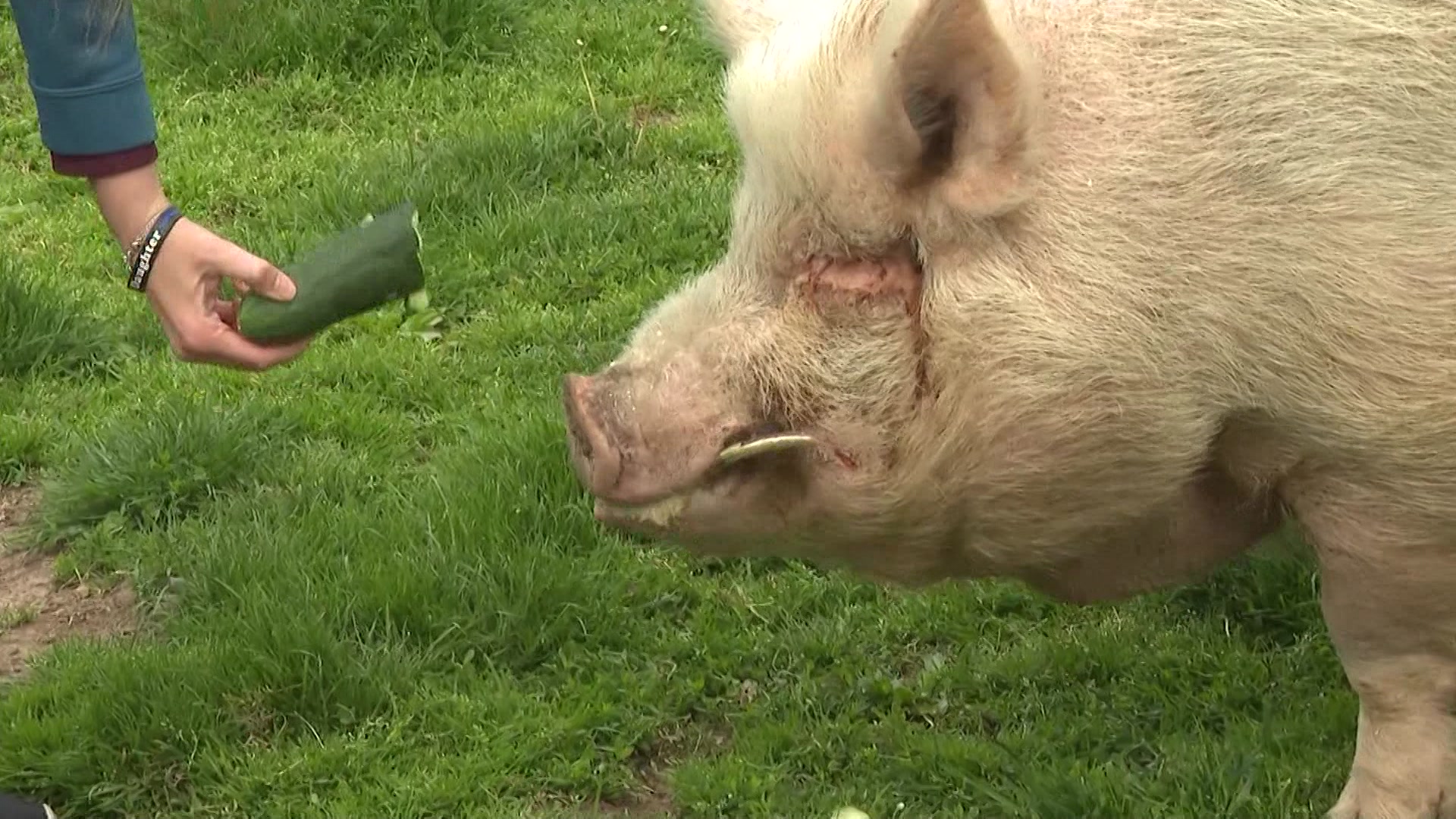 Jersey Proud: Hamilton the pig saves war vet from house fire