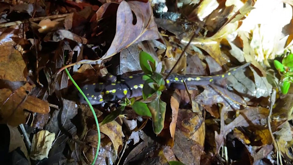 Sign of spring: Dozens come out to witness annual spotted salamander ...