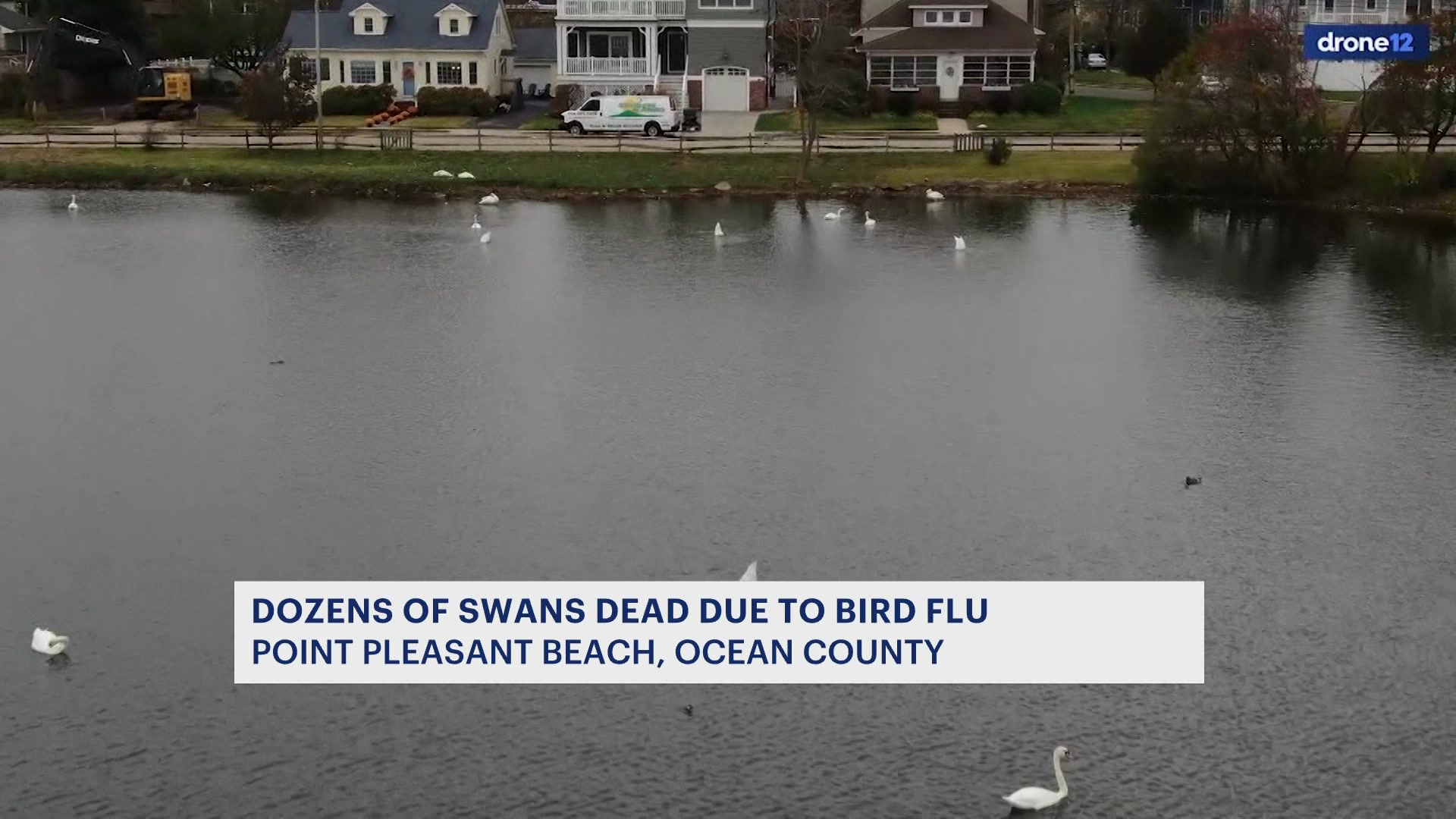 Mayor: Bird flu kills dozens of swans at Lake of the Lilies