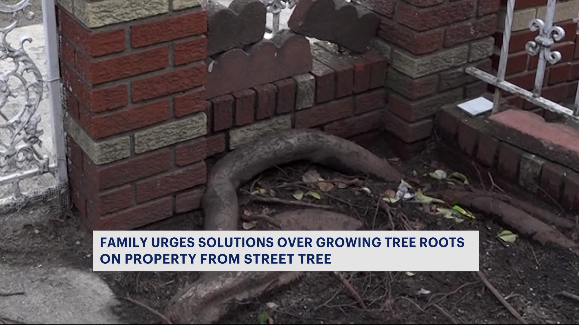 Brownsville family in fear of tree root damage taking over their home