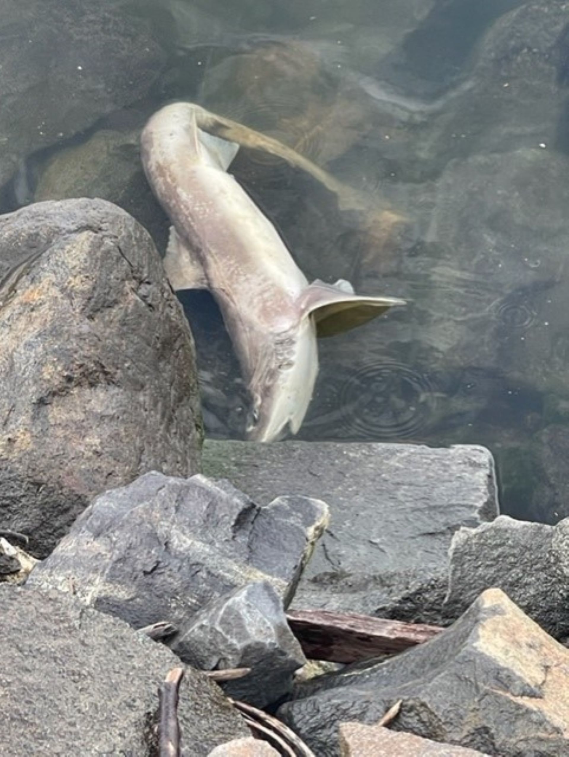 Shark washes ashore in Piermont