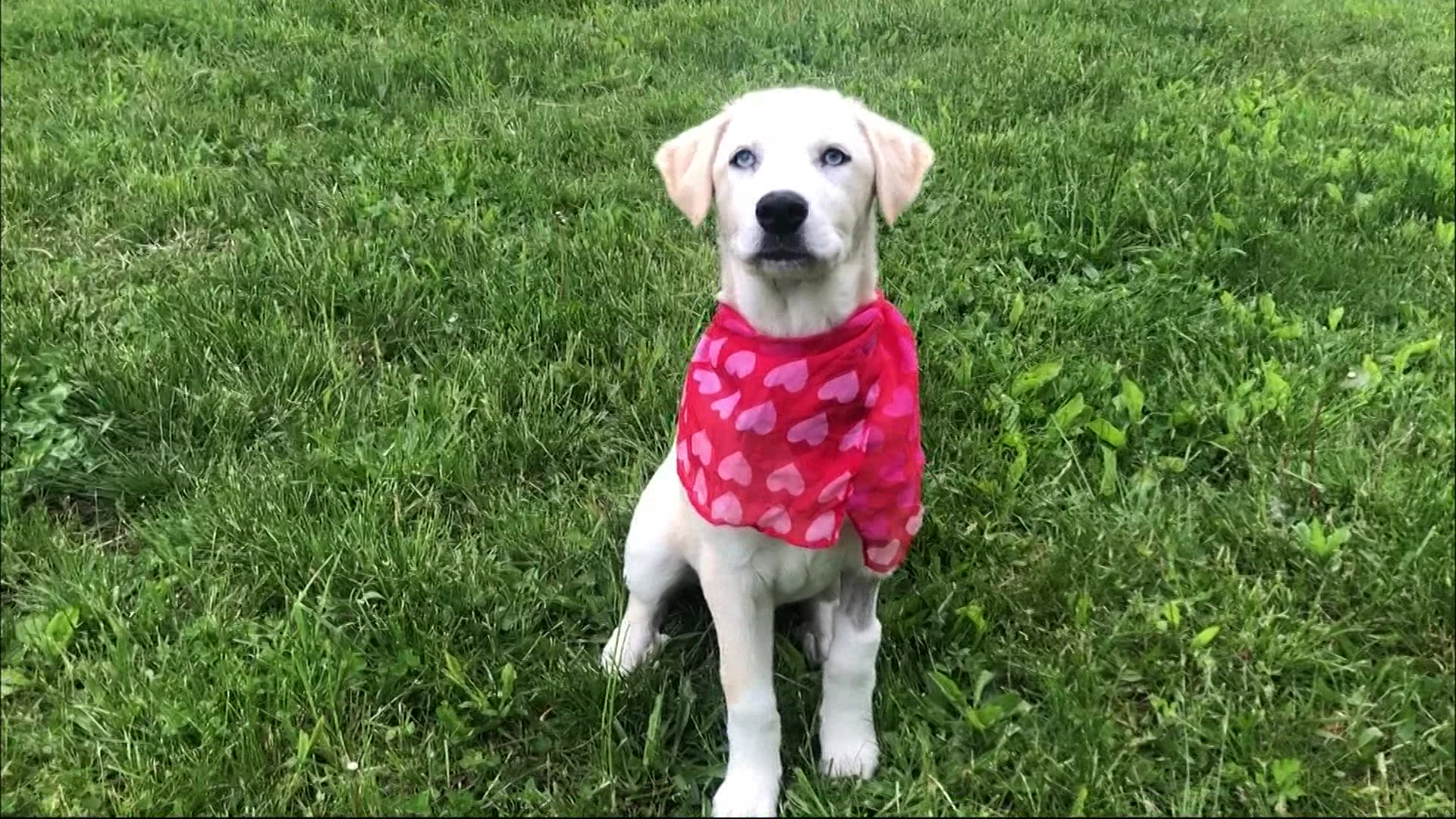 Paws & Pals: Dogs up for adoption at Posh Pets Rescue on May 14