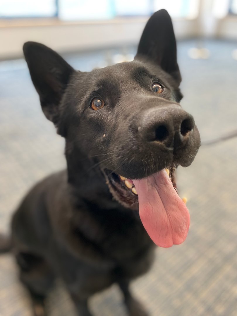 ATF holds police K-9 bomb detection training in Dutchess County
