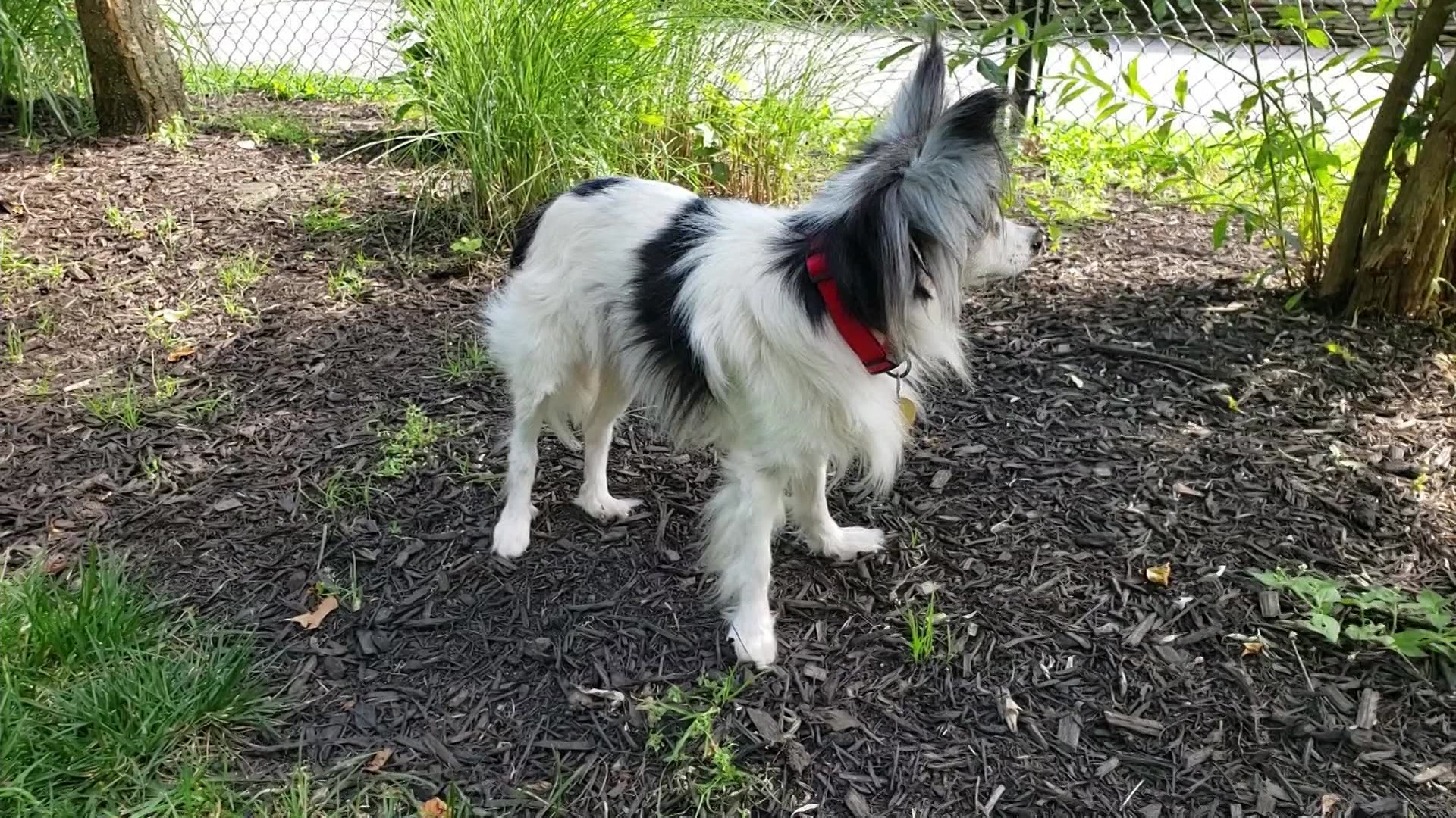 Paws & Pals: Dogs up for adoption at Little Shelter Animal Rescue on July 8