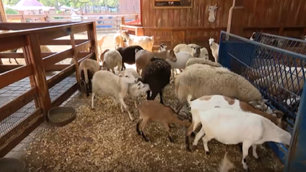 Get up close and personal with some wild animals at White Post Farms in ...