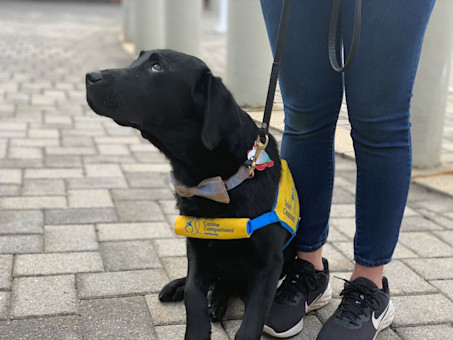 Future service dogs visit News 12 on National Puppy Day