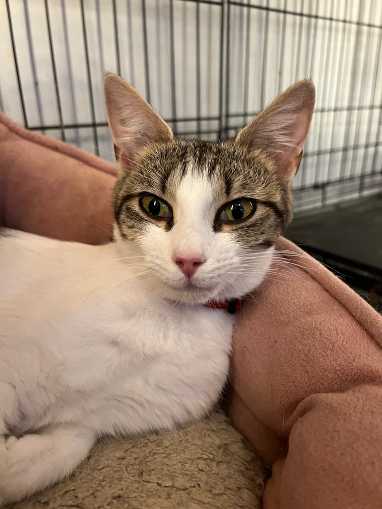 Paws & Pals: Cats up for adoption now at Catpurrccinos/Feral to Family Cat & Kitten Rescue