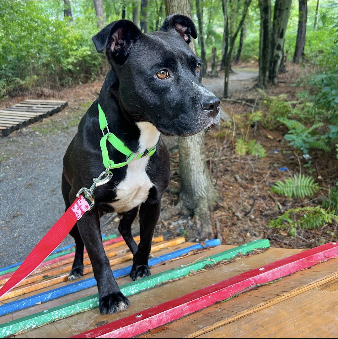 Paws & Pals: Talia now up for adoption with AHS Tinton Falls