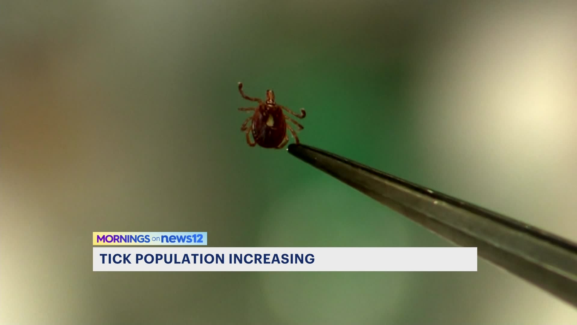 Experts: White-tailed deer, climate change contribute to increase in ...