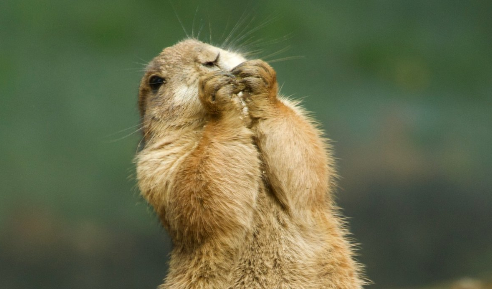 6 more weeks of winter or an early spring? Meet the Groundhog Day ...