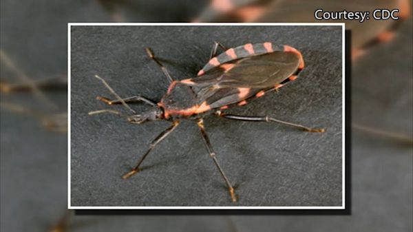 CDC confirms case of 'kissing bug' in Delaware; concern bug is moving north