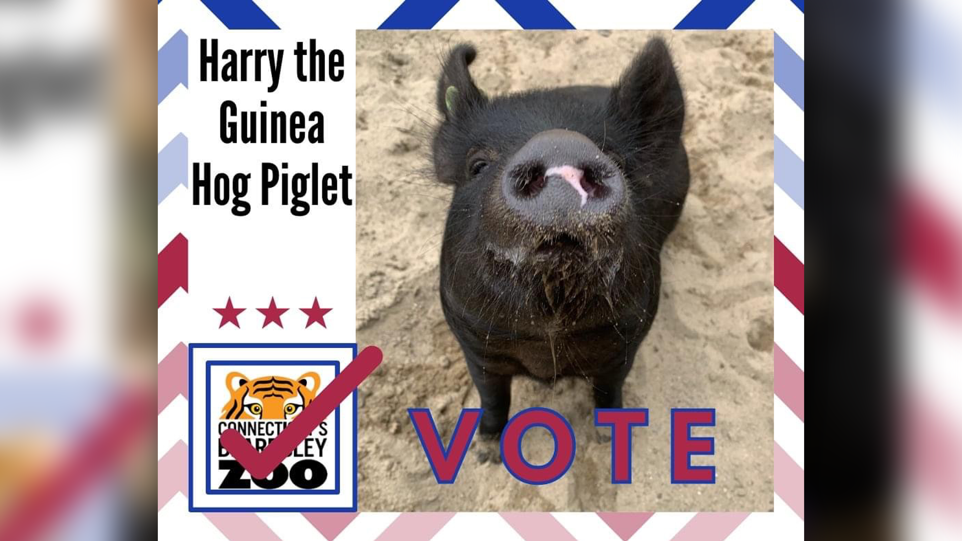 5 animals announce candidacy for mayor of Beardsley Zoo