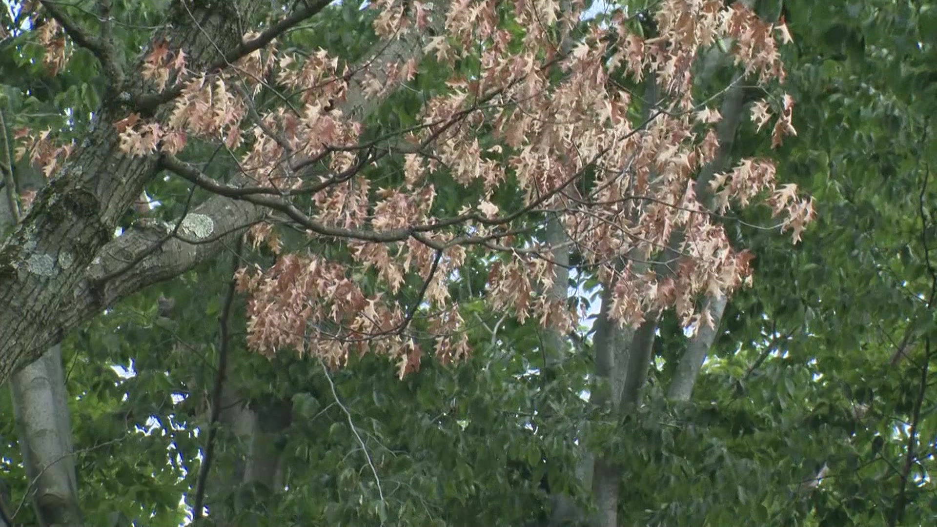 Arborists: Oppressive heat killing trees at rapid rate across NJ