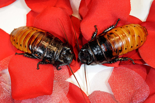 Name a Madagascar hissing cockroach at the Bronx Zoo for your valentine ...
