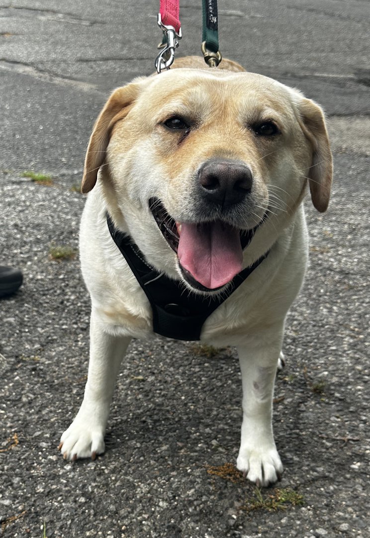 Paws & Pals: These 5 dogs are available for adoption with Paws of War