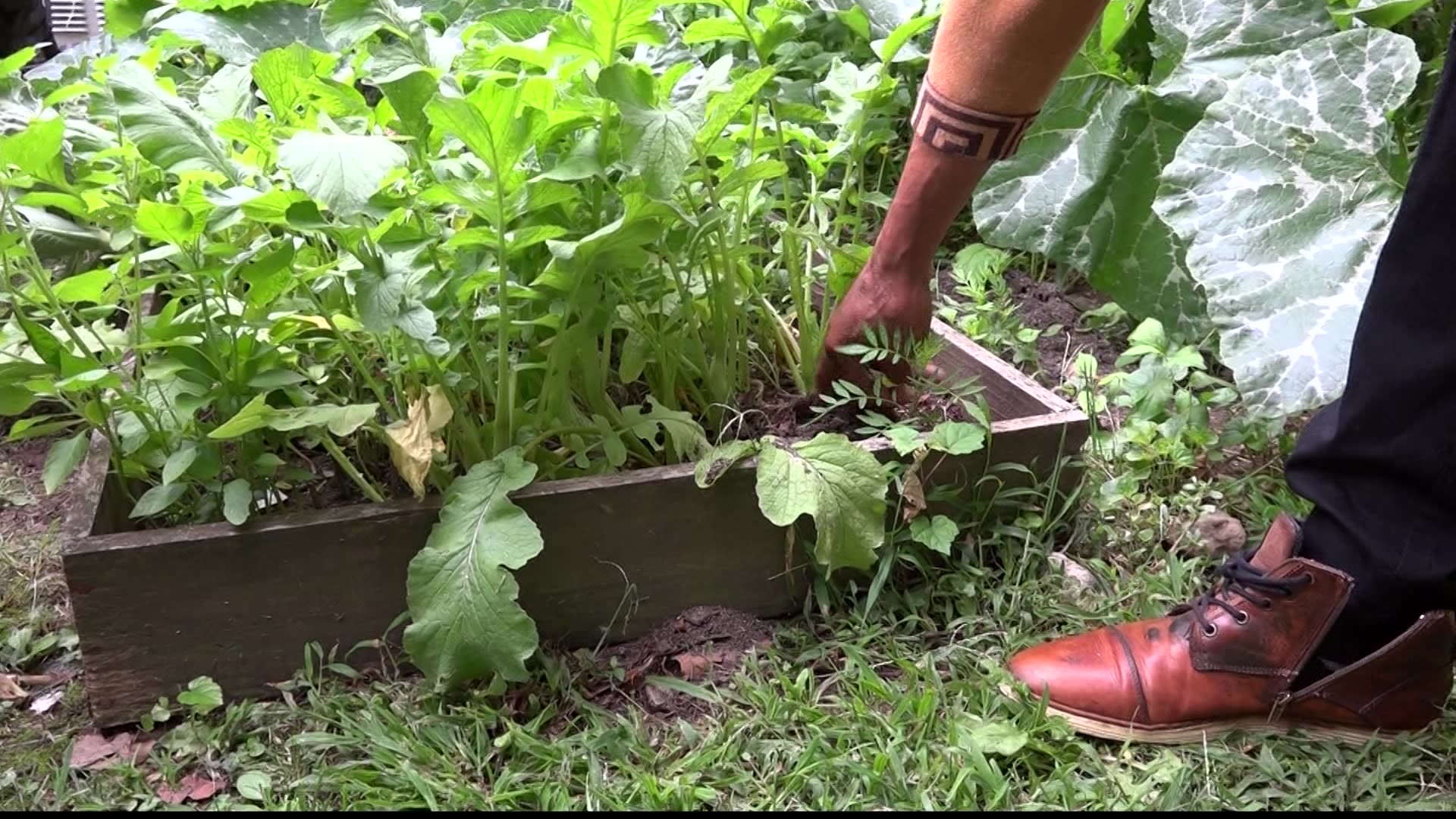 Riverdale home for adults with disabilities run vegetable garden for ...