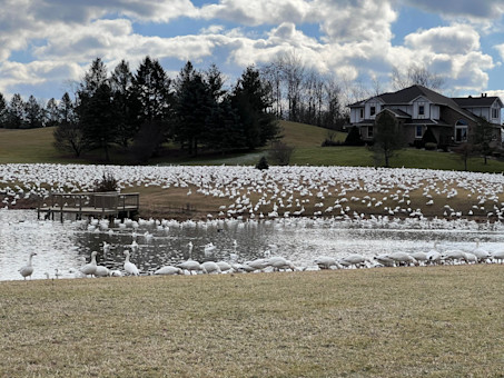 Large flock of snow geese spotted in Goshen