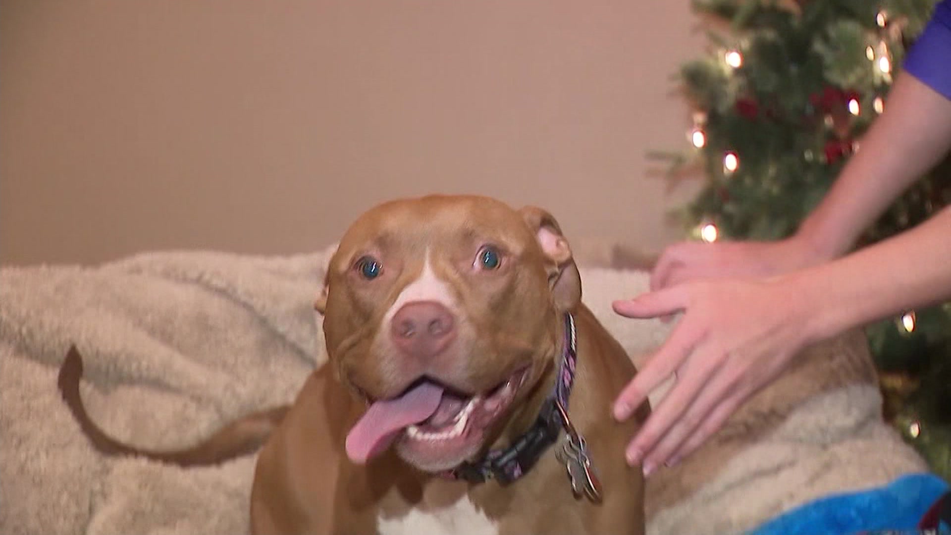 Home video appears to show dog sitter smacking, screaming at family pet ...