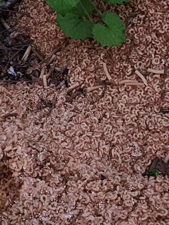 ‘Very odd.’ Over 300 pounds of pasta dumped by stream in Old Bridge