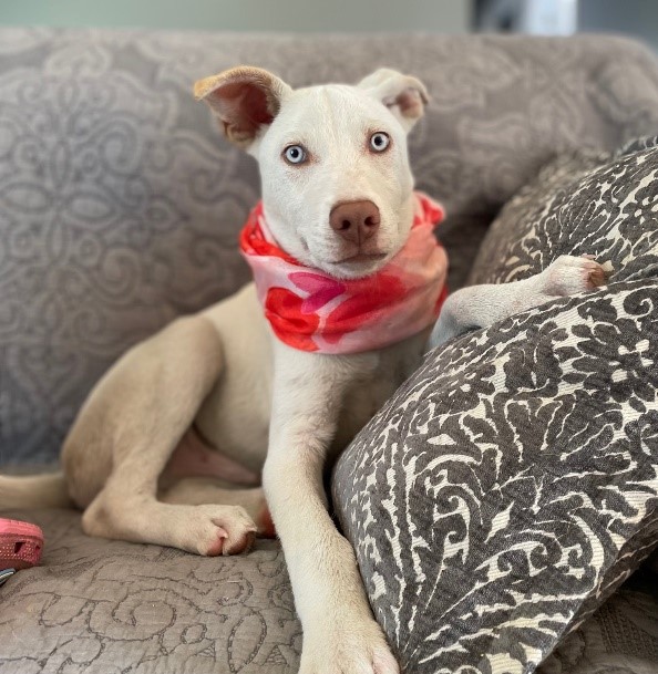 Paws & Pals: Dogs up for adoption at Posh Pets Rescue on July 30