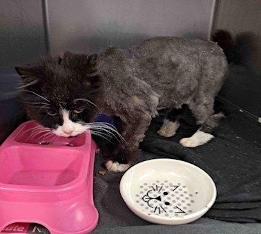 Cat reported missing by East Setauket family a decade ago found in ...