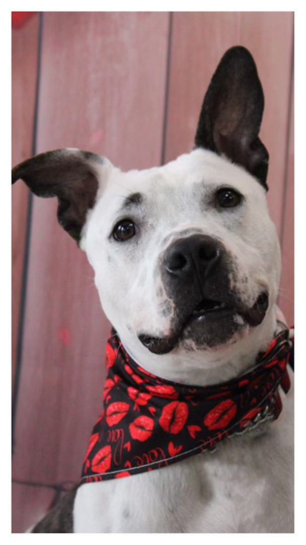 Paws & Pals: These 3 pups are up for adoption at Almost Home Animal ...
