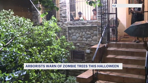 Here’s what you should know about zombie trees and how to spot them