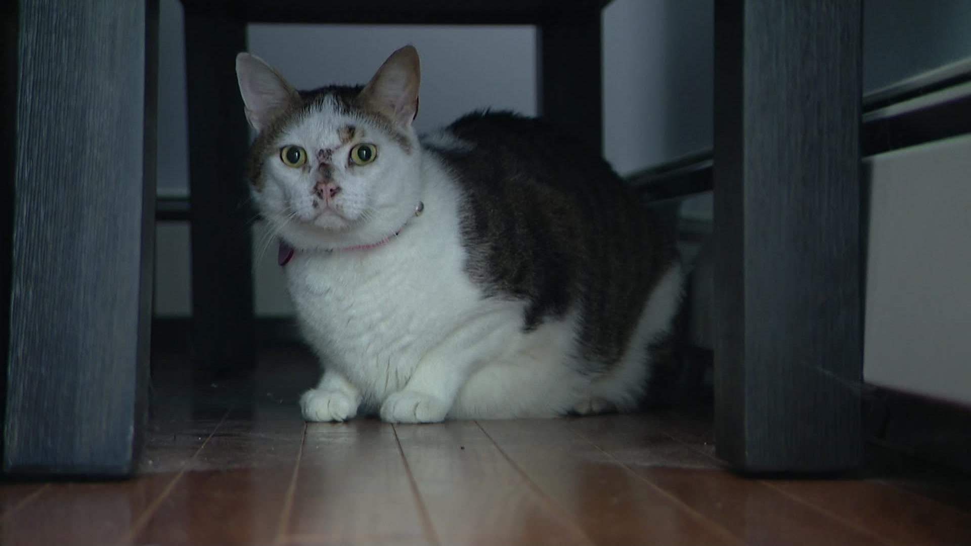 Cat lost at JFK International Airport back home in Mastic Beach