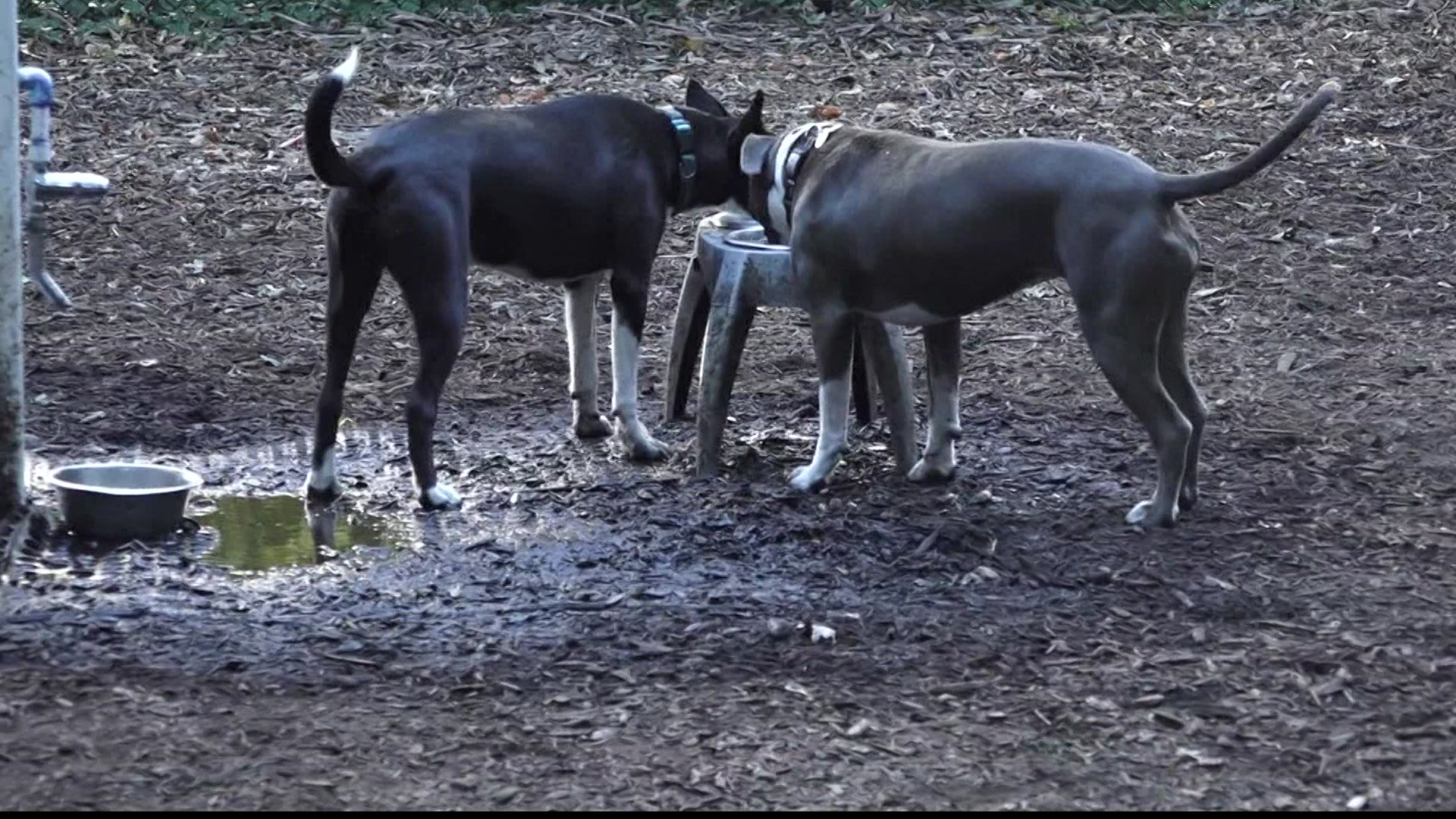 'I thought he was going to die' - Pet owners say dogs getting sick ...