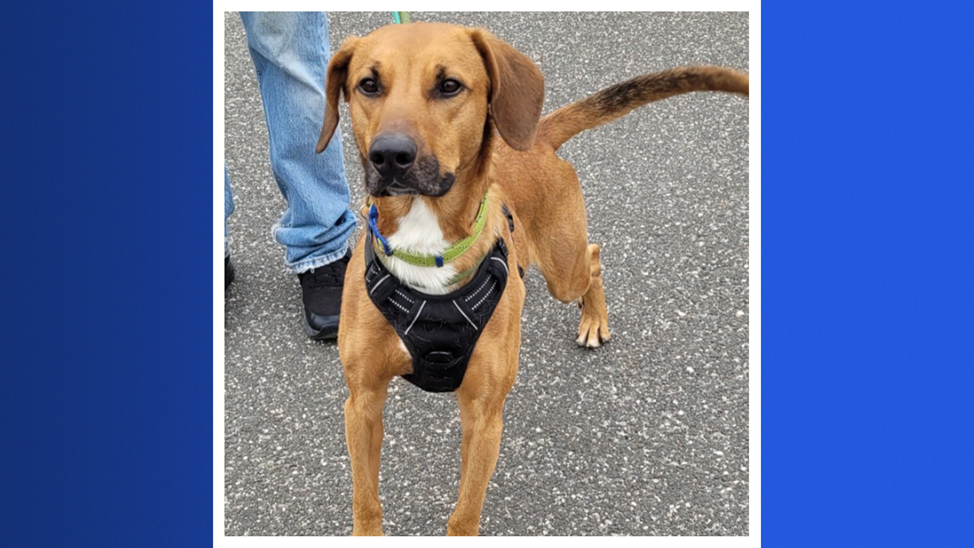 Paws & Pals: Dogs up for adoption at Bobbi and the Strays