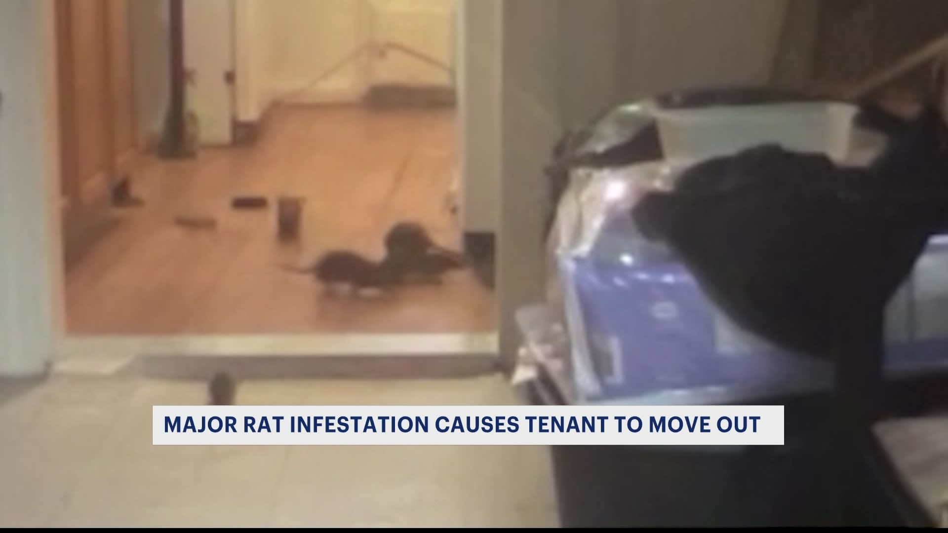 ‘This building needs to come down.’ Rat infestation forces Bronx ...