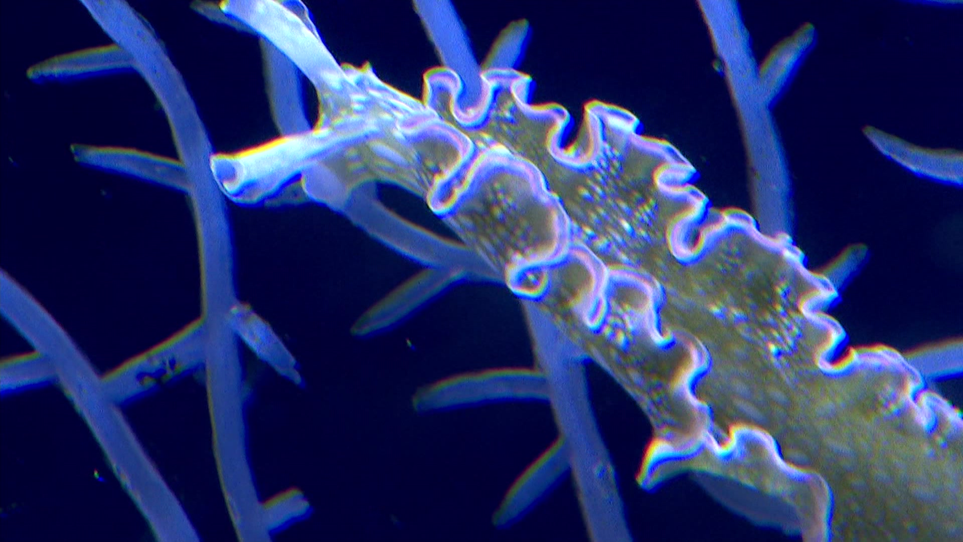 A Slug’s Life: Maritime Aquarium shines light on sea slugs with ...