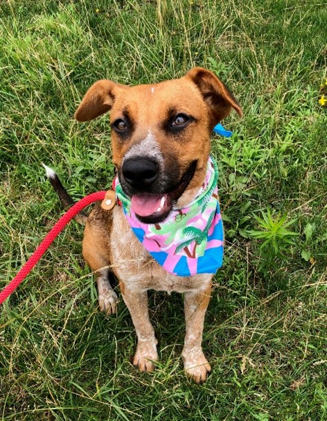 Paws & Pals: Dogs up for adoption at Posh Pets Rescue on July 30