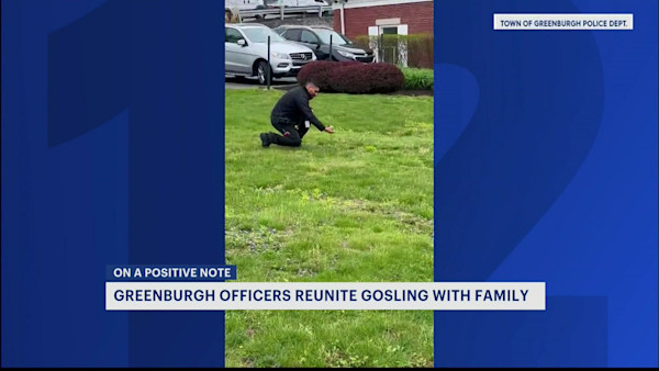 Animal control officers help reunite gosling with its family in Greenburgh