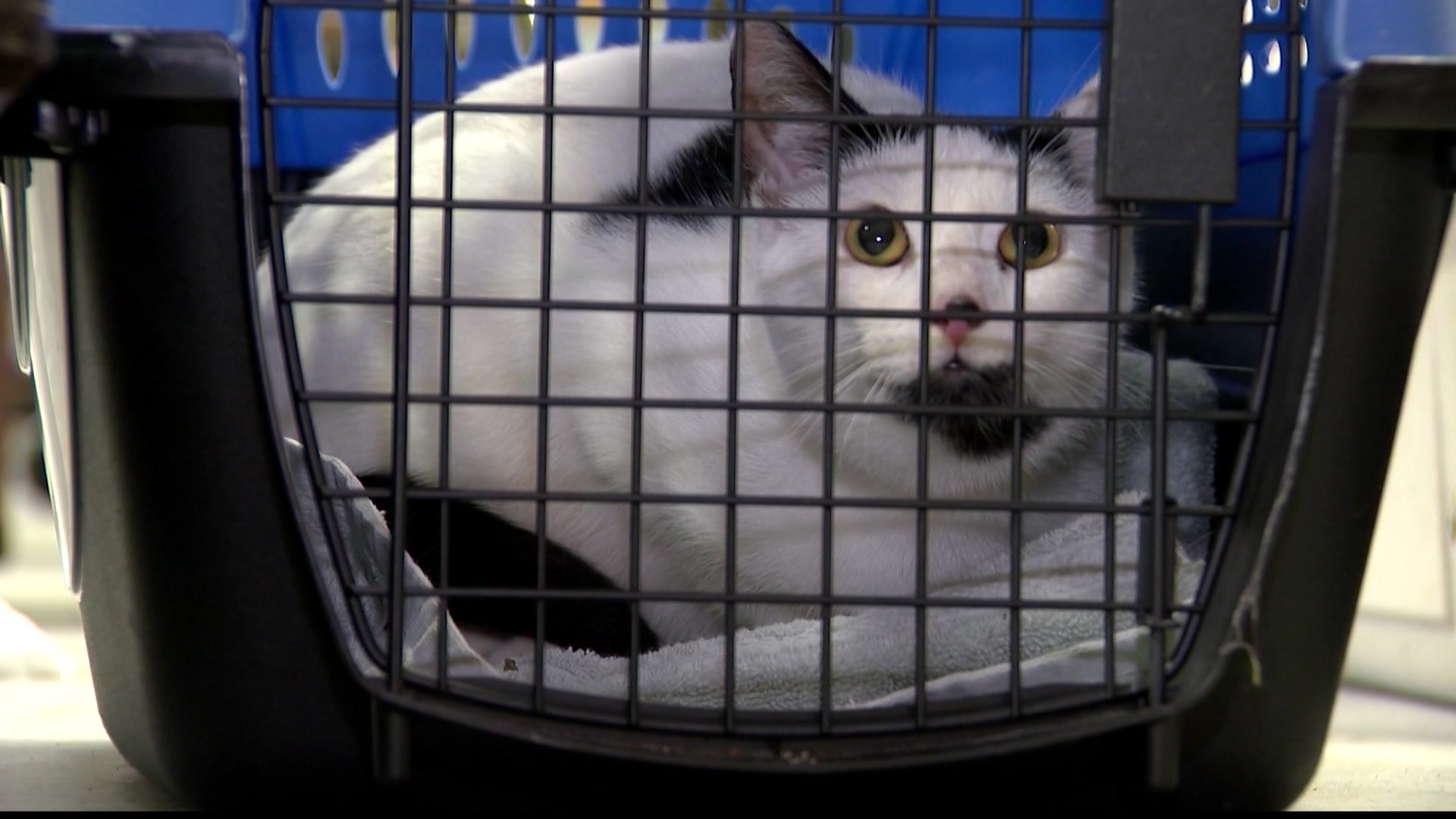 3 charged in massive cat hoarding case to make first court appearance ...