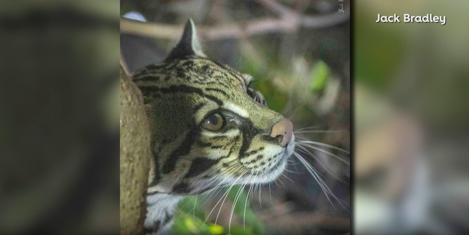Ocelot Eating