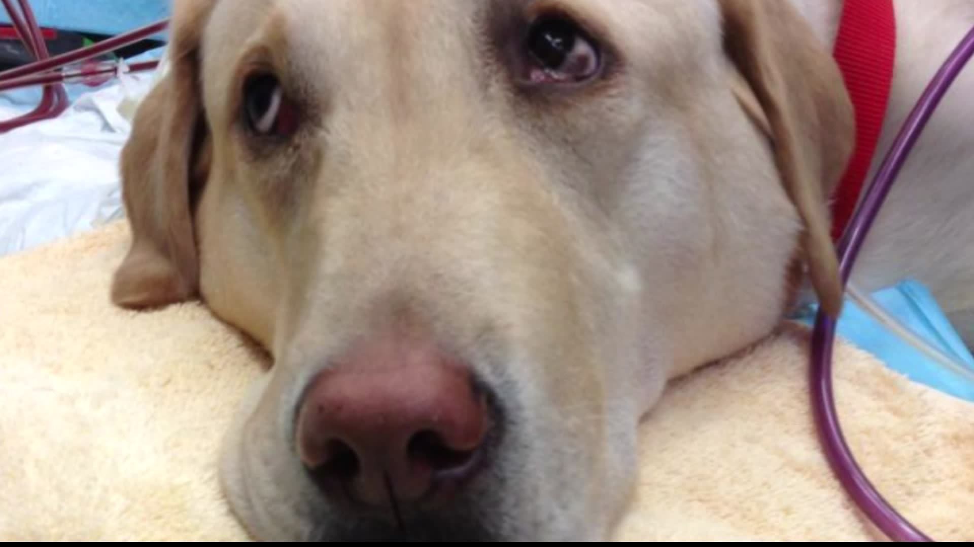 Seaford dog's death inspires 'Buoy's Law' to protect pets against ...