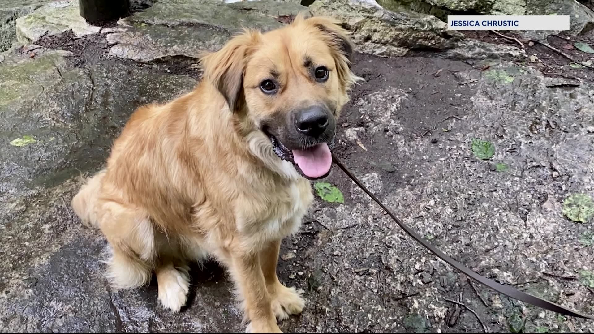 NYPD gives update on Prospect Park attack that killed dog